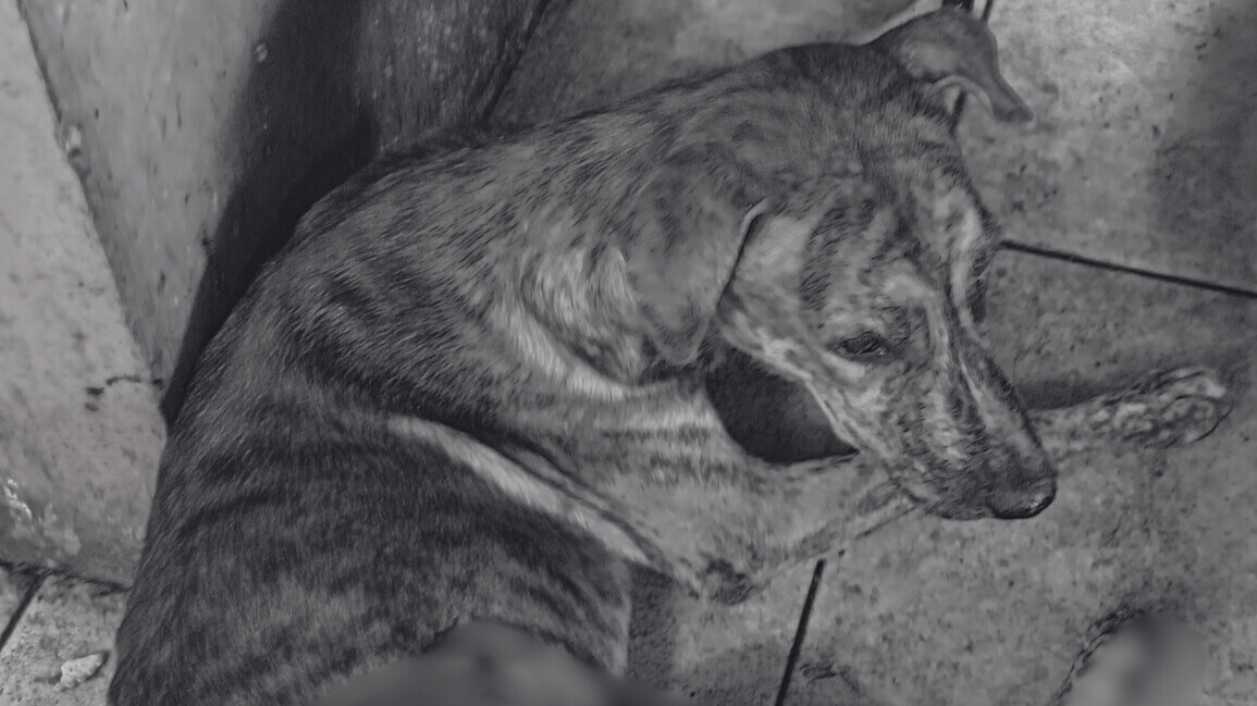 Justice for ‘Tiger’: PAWS condemns brutal killing of dog in Subic